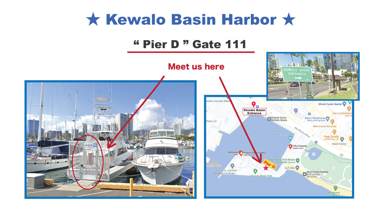 【FREE】Waikiki Turtle Trolley | ワイキキ タートルトロリー