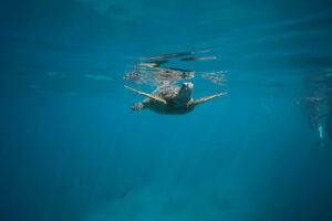 The Anatomy of a Turtle: Head and Its Senses