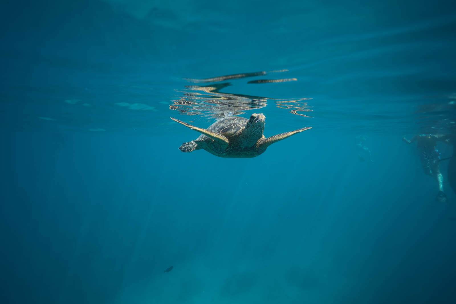 The Anatomy of a Turtle: Head and Its Senses