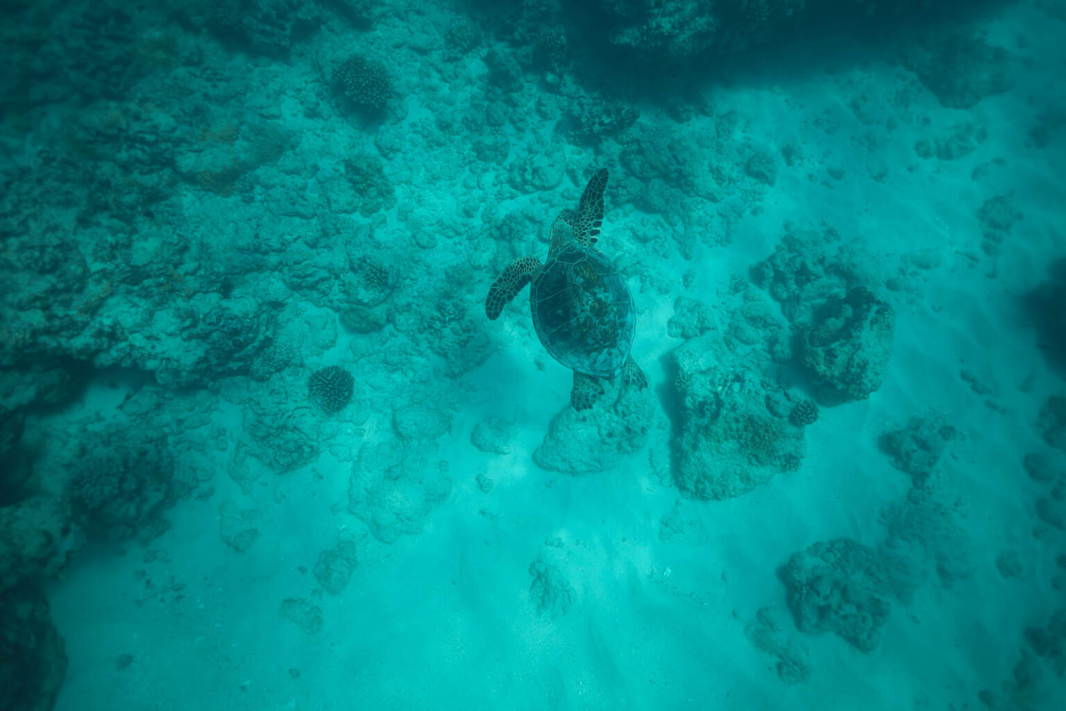 The Anatomy of a Turtle: Head and Its Senses