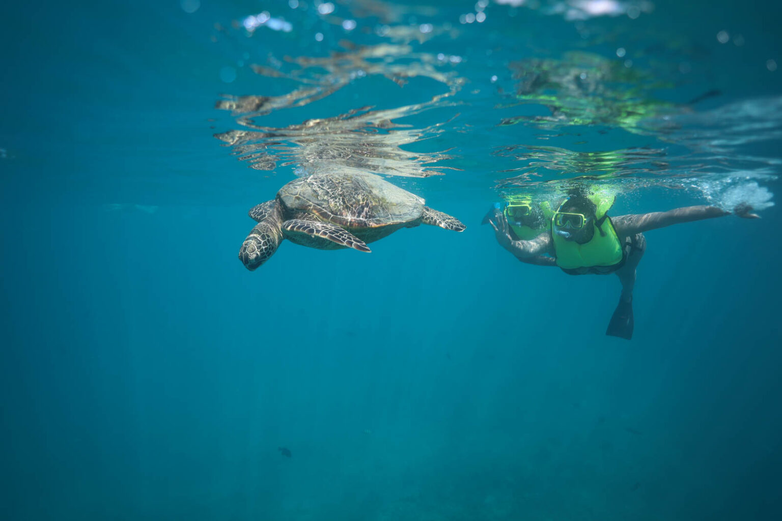 The Anatomy of a Turtle: Head and Its Senses